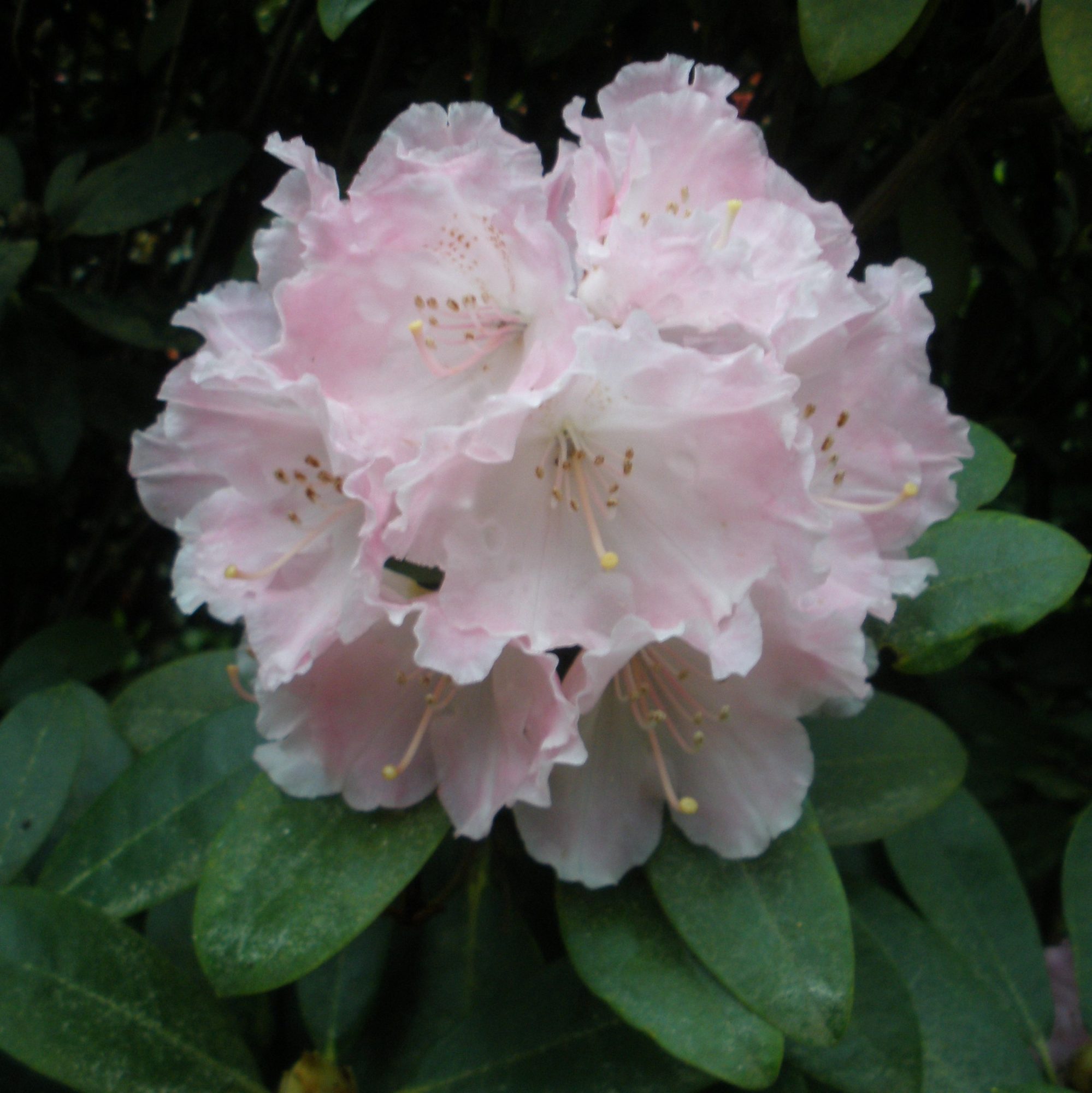 Doc Rhododendron - Buy Doc yakushimanum Rhododendrons online - Millais ...