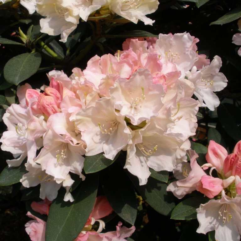 Rhododendron Dreamland STANDARD - Dreamland Standard Rhododendrons ...