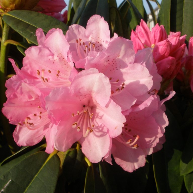 Rhododendron Endsleigh Pink - Buy Endsleigh Pink Rhododendrons Online ...