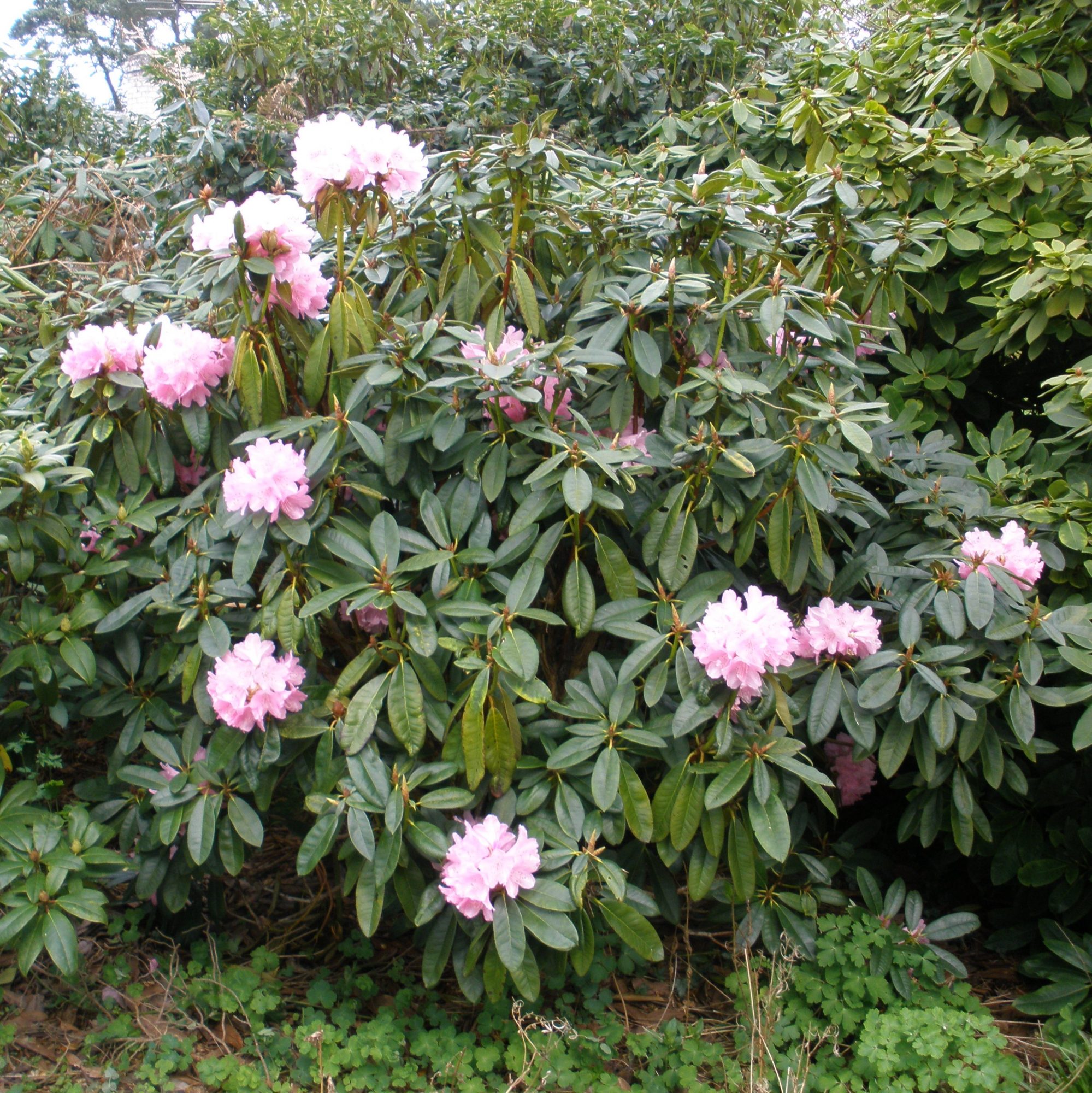 Rhododendron Endsleigh Pink - Buy Endsleigh Pink Rhododendrons Online ...