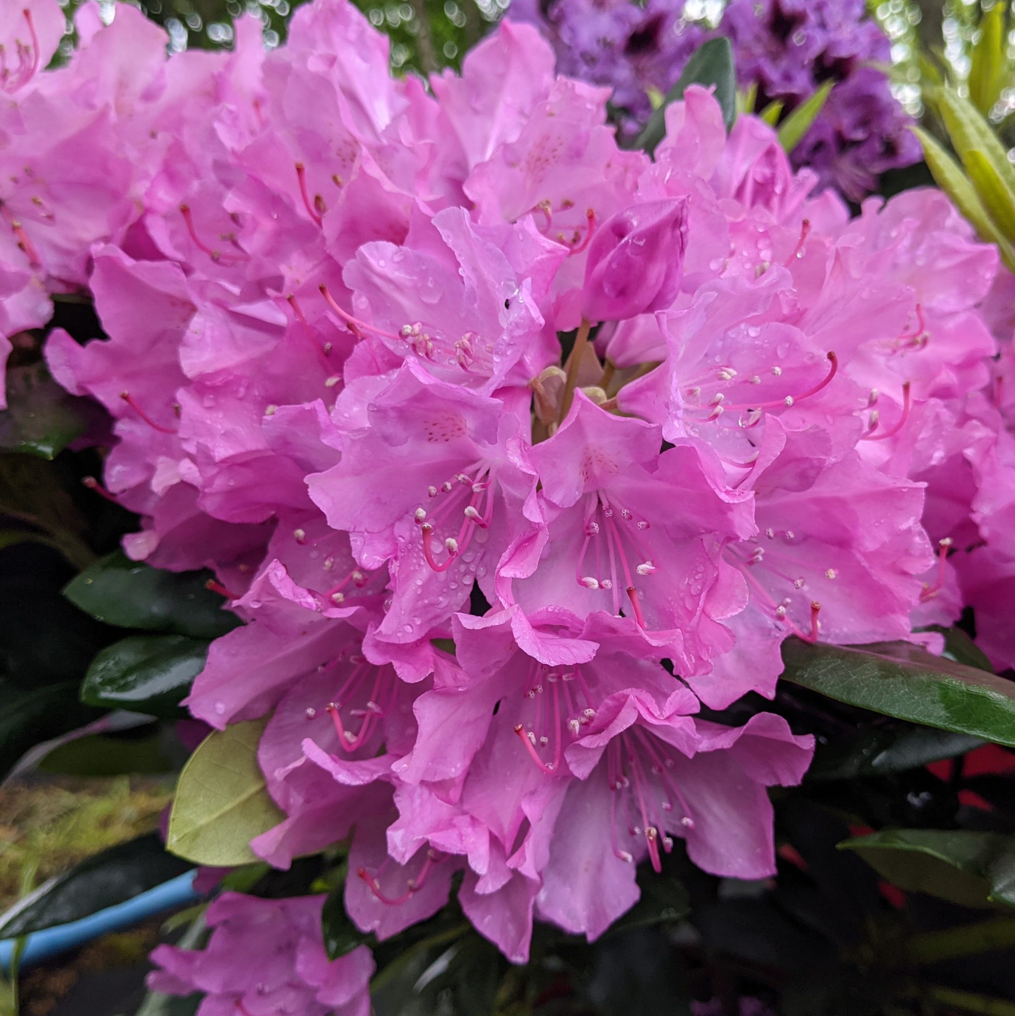 Rhododendron English Roseum INKARHO - Buy lime tolerant Rhododendrons ...