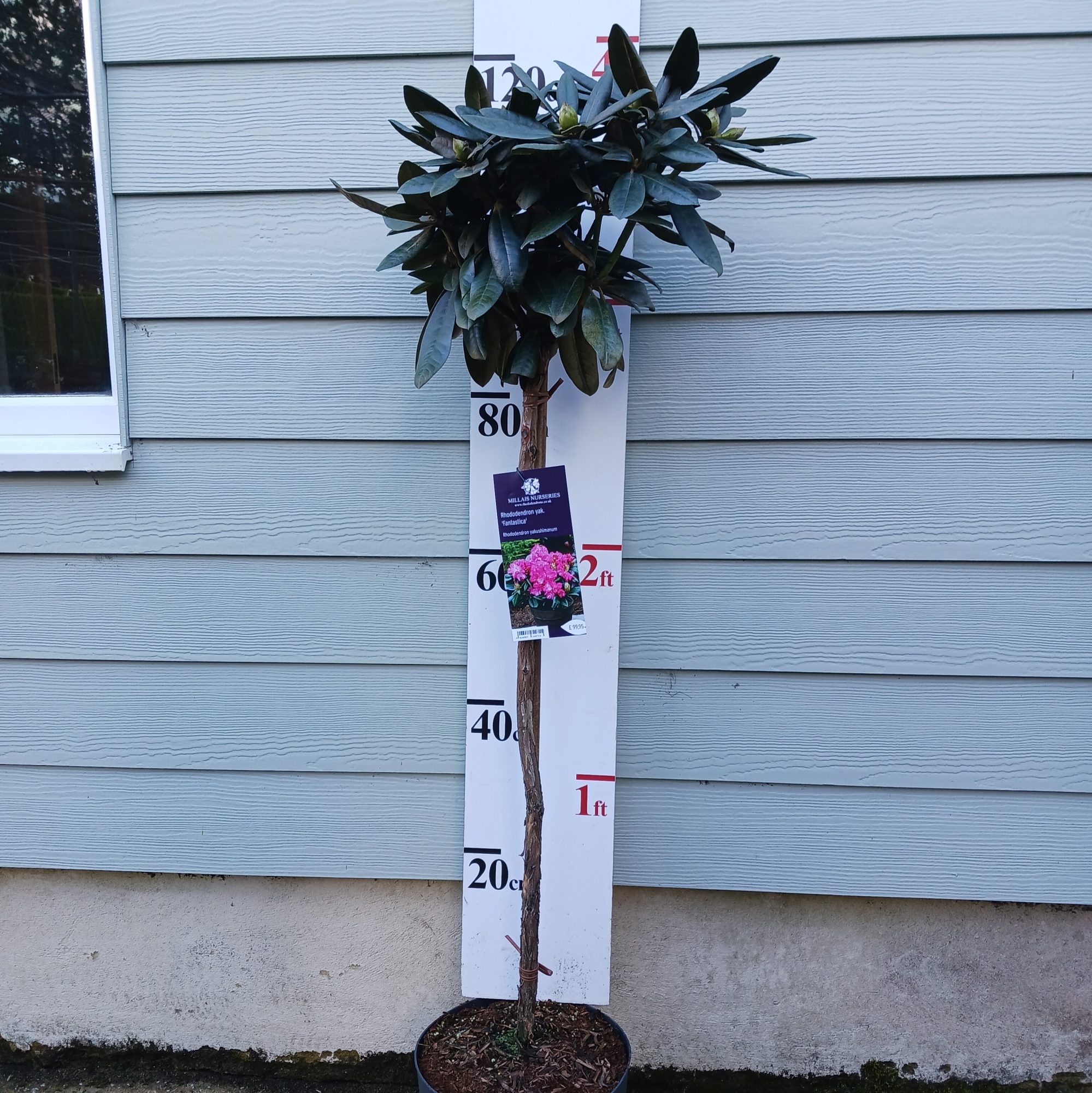 Buy Rhododendron Fantastica AGM online - Millais Nurseries