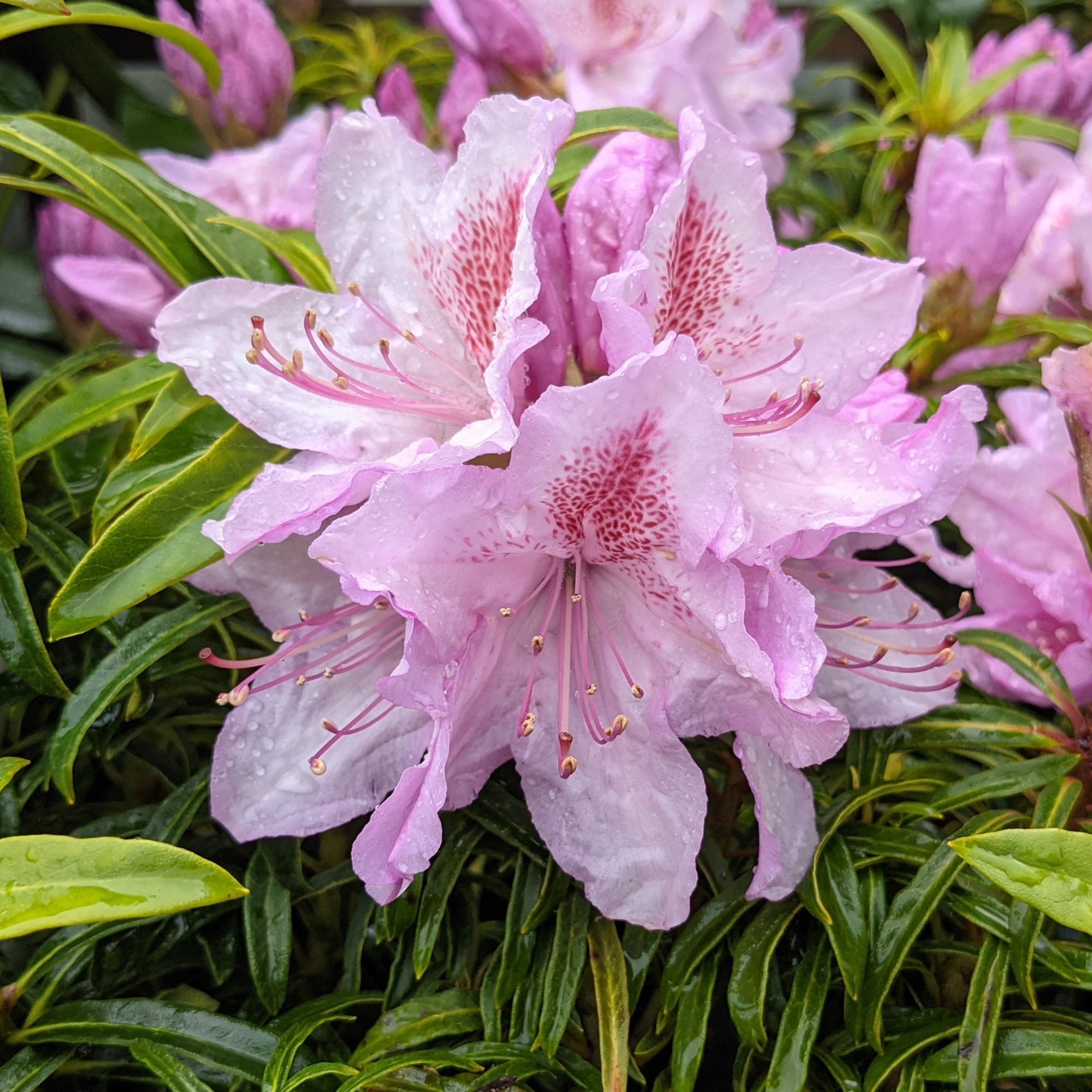Rhododendron Filigran (Filigree) - Millais Nurseries