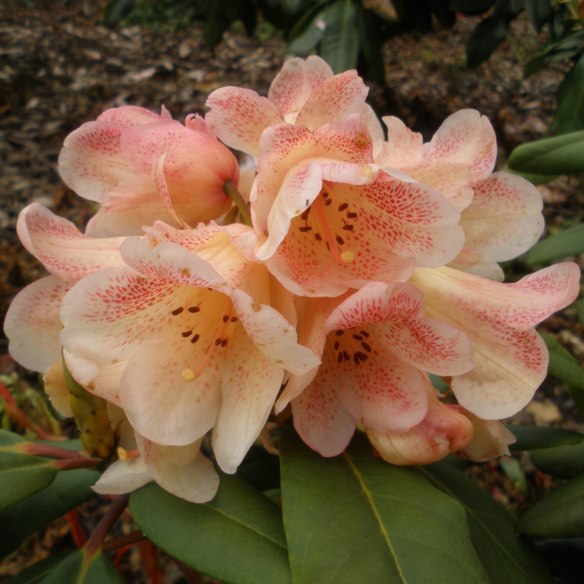 Rhododendron Firelight - Buy Firelight Rhododendrons Online - Millais ...