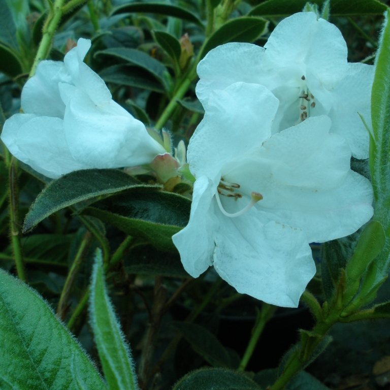 Buy Rhododendron Fragrantissimum AGM online - Millais Nurseries