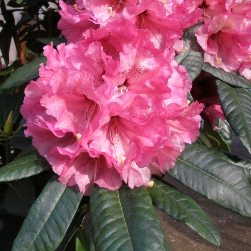 Rhododendron Fulbrook - Buy Fulbrook Rhododendrons Online - Millais ...