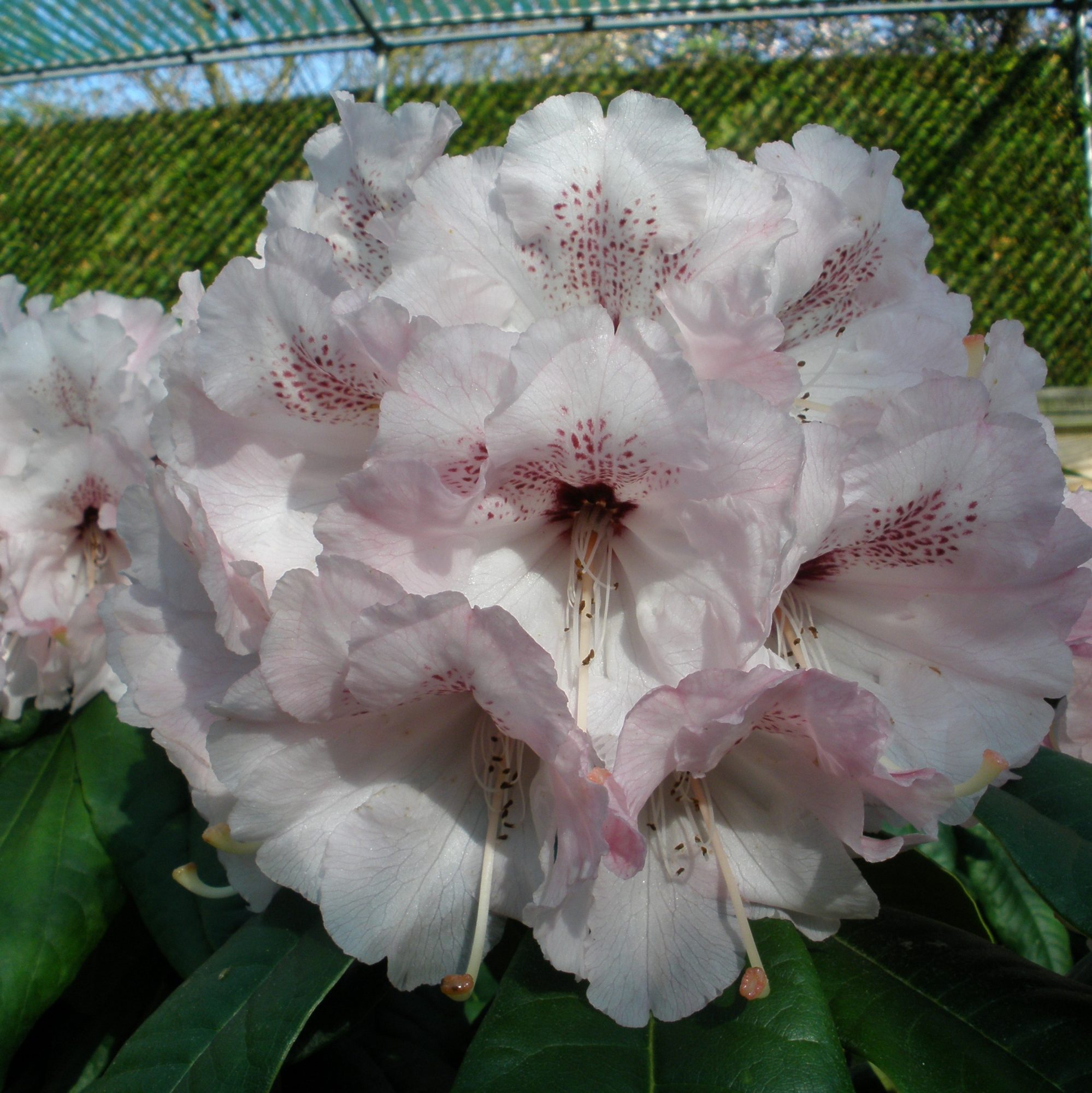 Rhododendron Fulbrook - Buy Fulbrook Rhododendrons Online - Millais ...