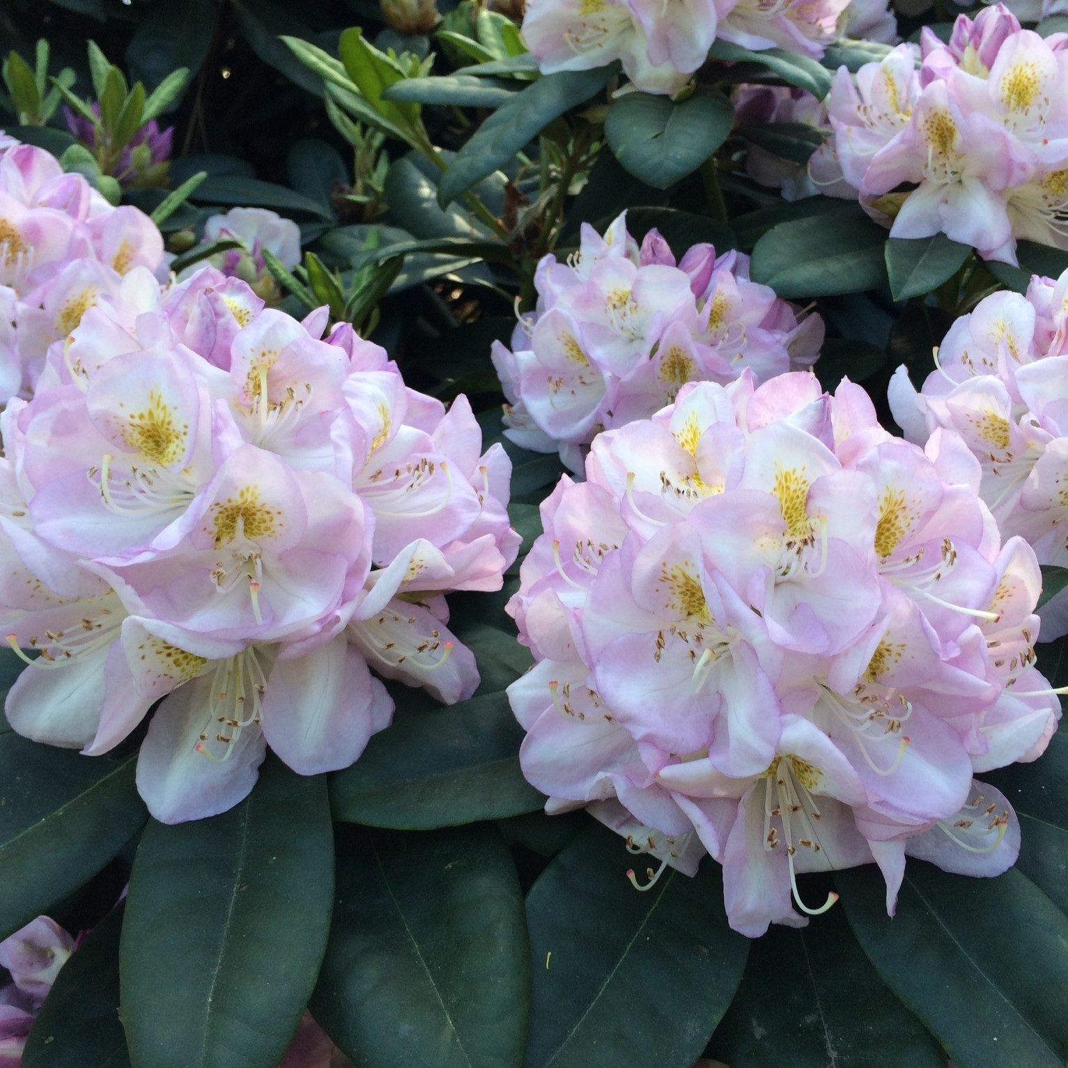 Gomer Waterer Rhododendron Plant