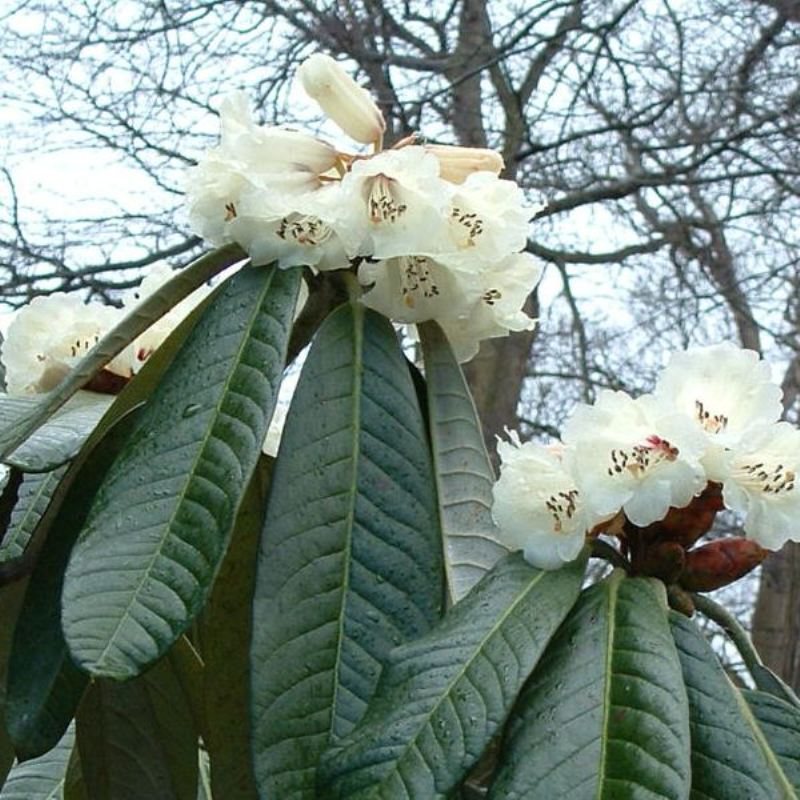 Buy Rhododendron grande - grande Rhododendron online - Millais Nurseries