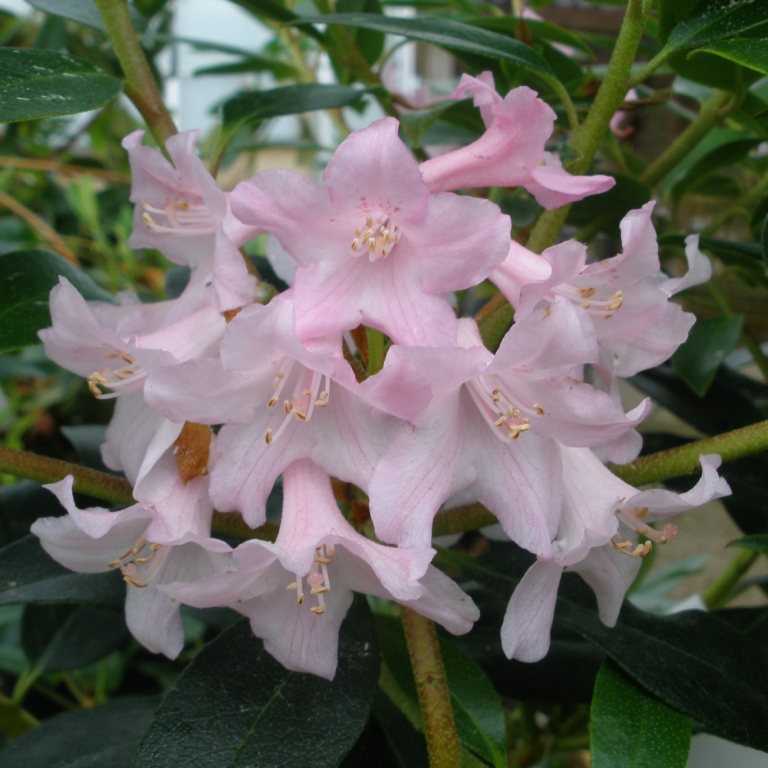 Hammondii Dwarf Rhododendron - Buy Rhododendron Hammondii online ...