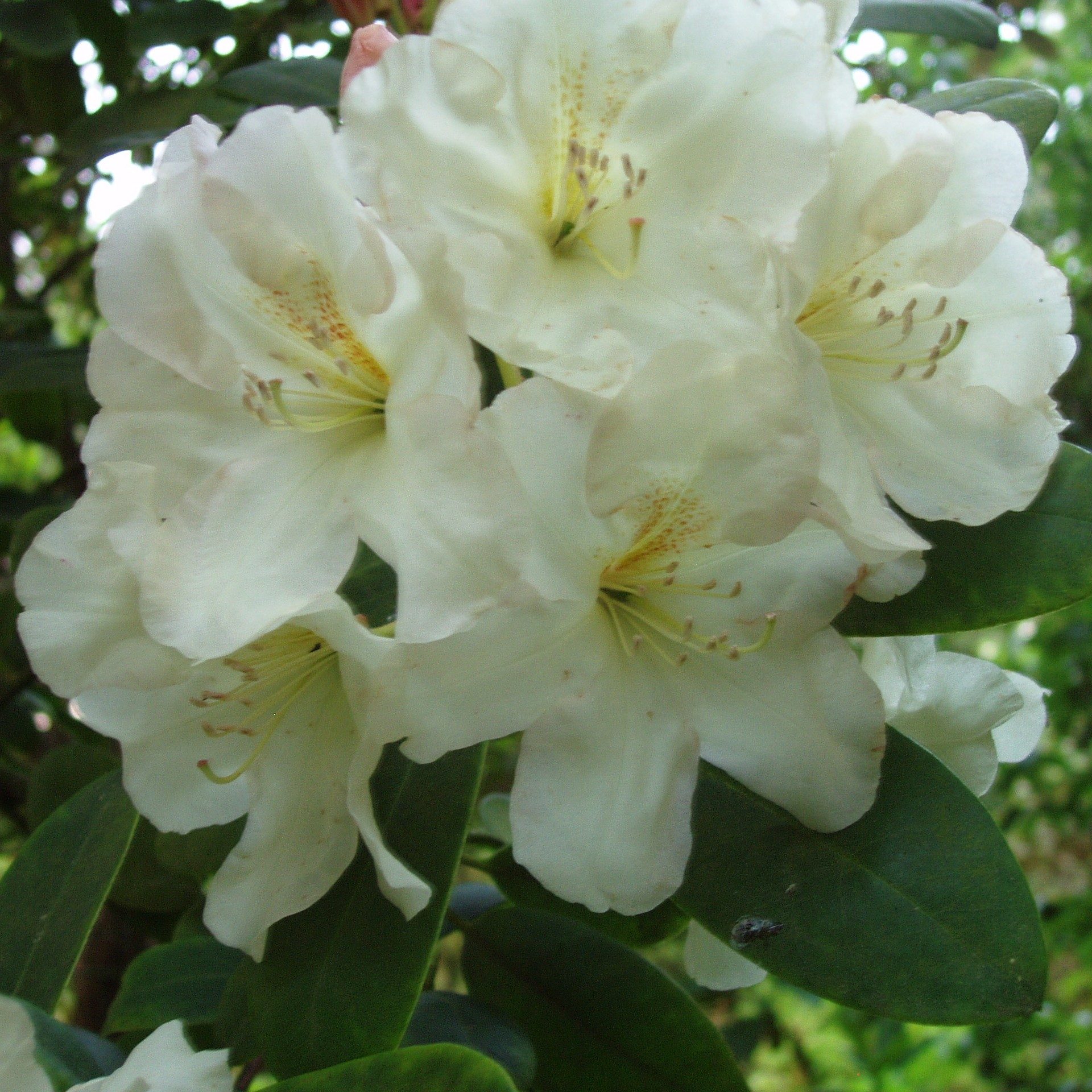 Rhododendron High Summer - Buy High Summer Rhododendrons Online ...