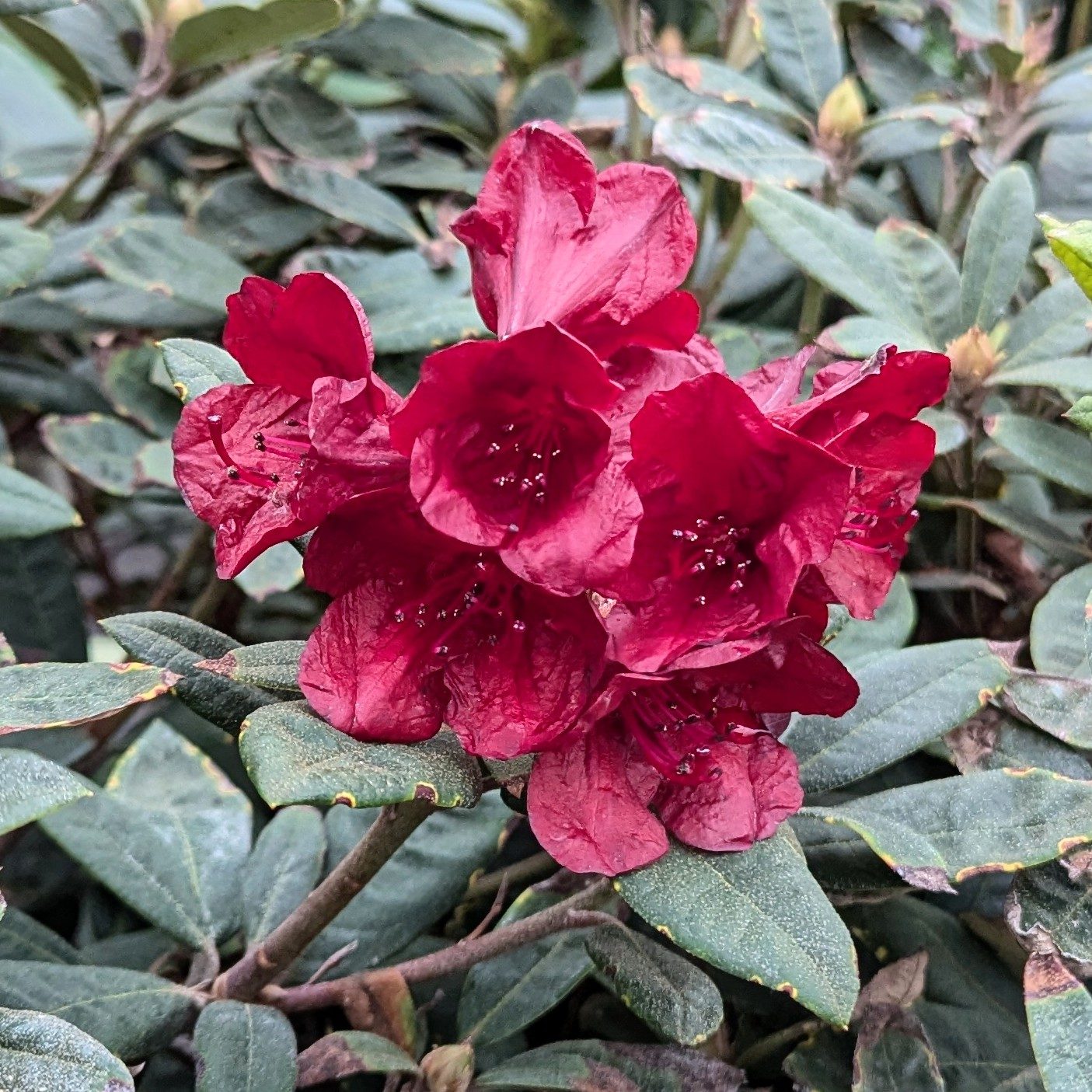 Rhododendron Impi - Buy Impi rhododendrons online - Millais Nurseries