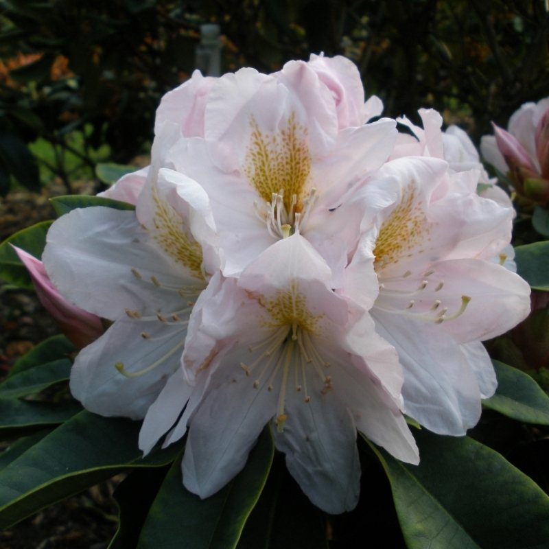 Rhododendron James Burchett - Buy James Burchett Rhododendrons Online ...