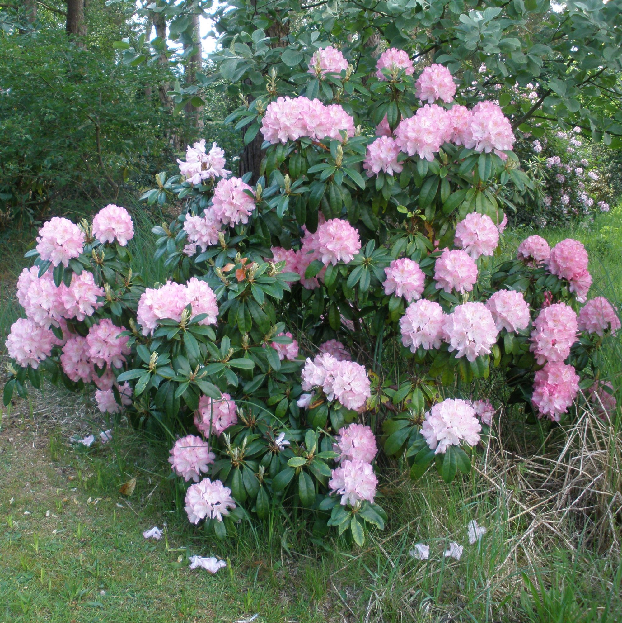 Rhododendron Lady Clementine Mitford - Lady C. Mitford Rhododendrons ...
