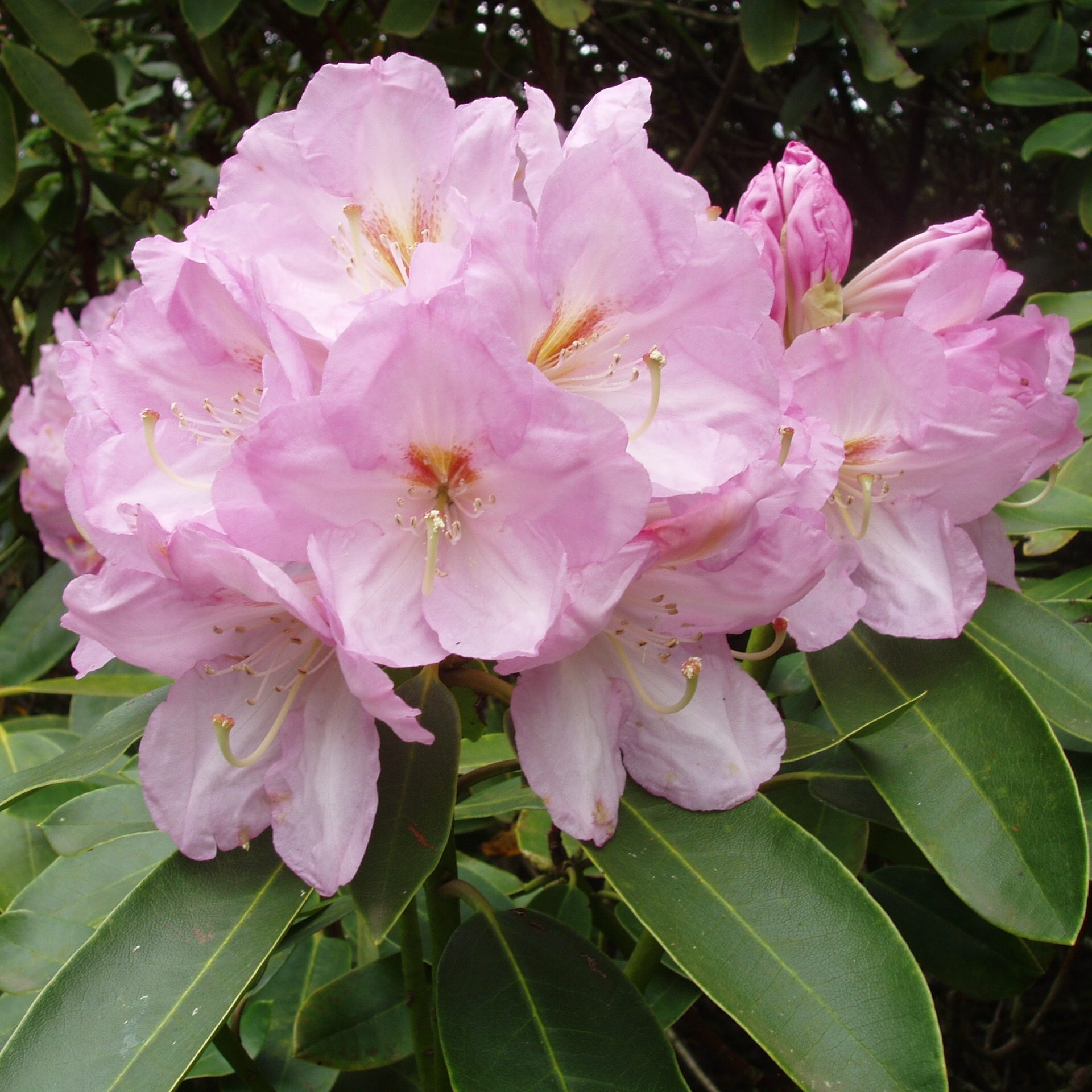 Rhododendron Lavender Girl - Buy Lavender Girl Rhododendrons Online ...