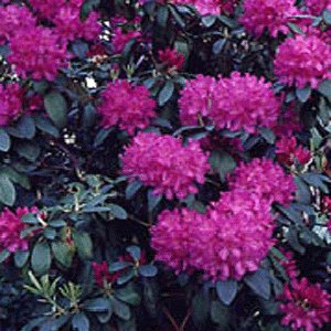 Rhododendron Lee's Dark Purple - Buy Lee's Dark Purple Rhododendrons ...