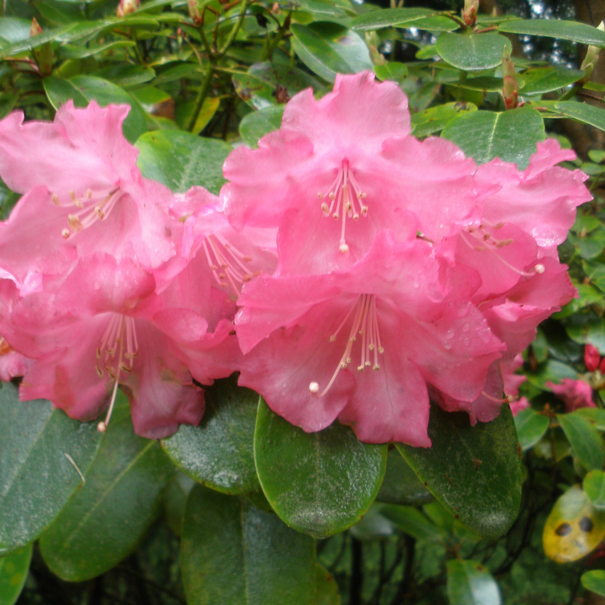 Linda Rhododendron AGM - Buy Linda williamsianum Rhododendrons online ...