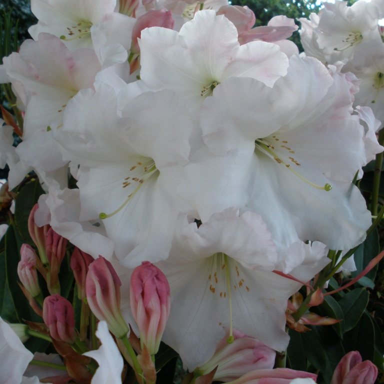 Rhododendron Loderi King George - Buy Loderi King George Rhododendrons ...