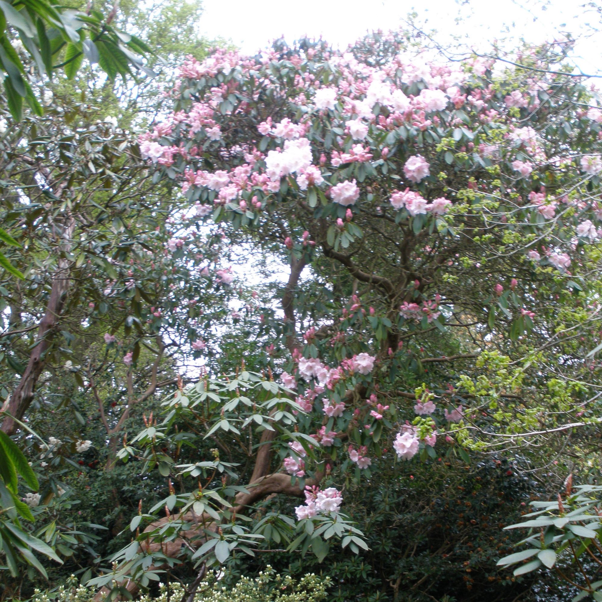Rhododendron Loderi Pink Coral - Buy Loderi Pink Coral Rhododendrons ...