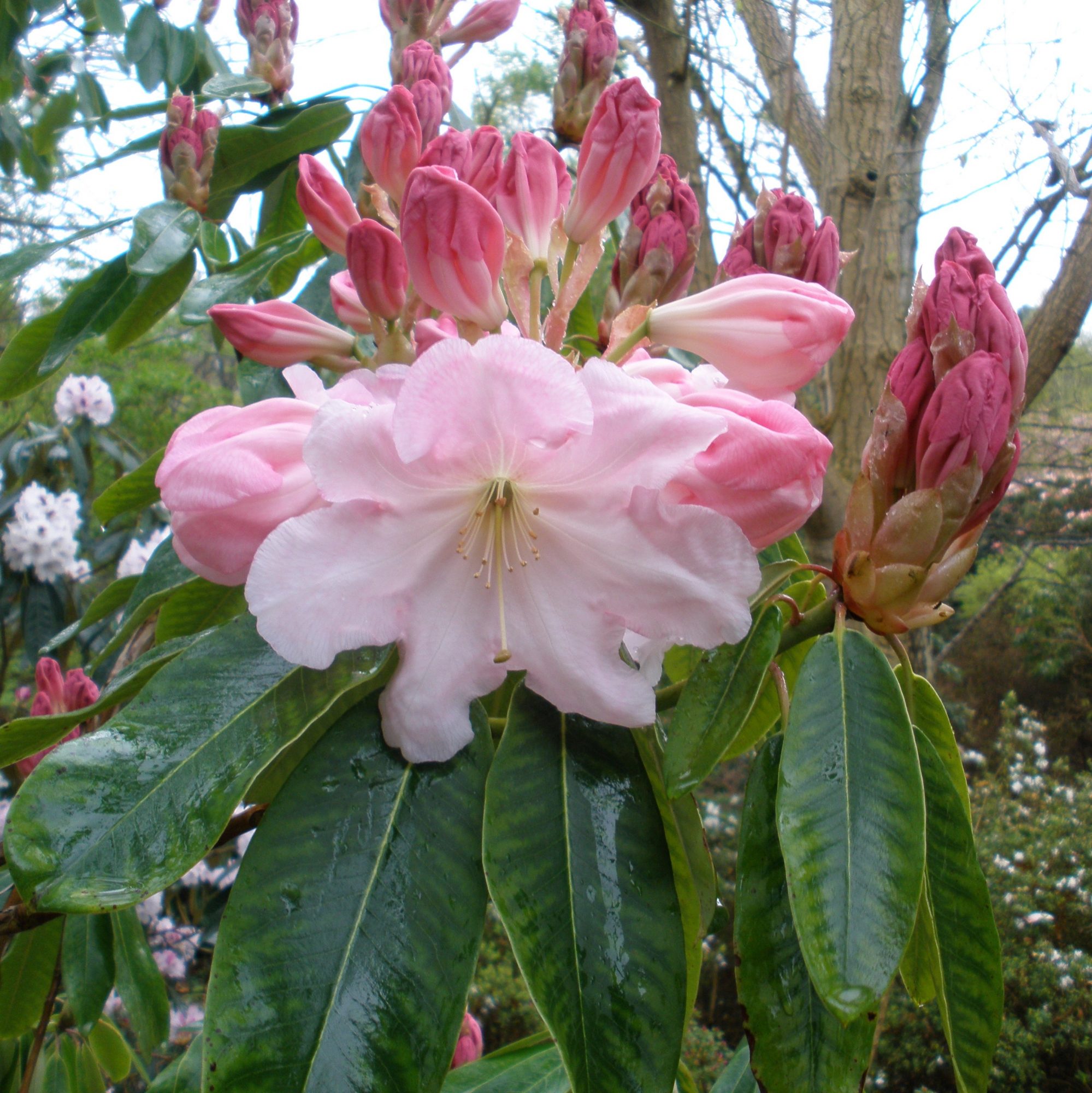 Rhododendron Loderi Pink Diamond - Loderi Pink Diamond Rhododendrons ...
