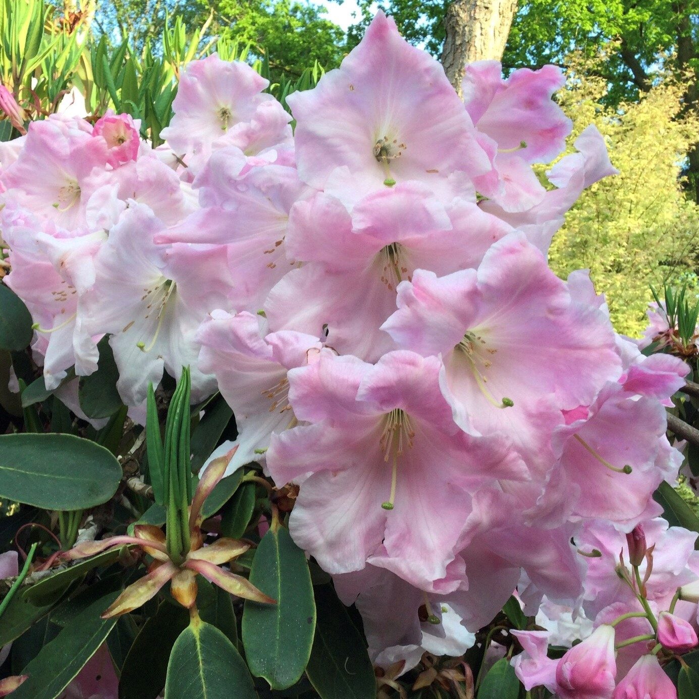 Rhododendron Loderi Venus AGM - Tall Hybrid Rhododendrons - Millais ...
