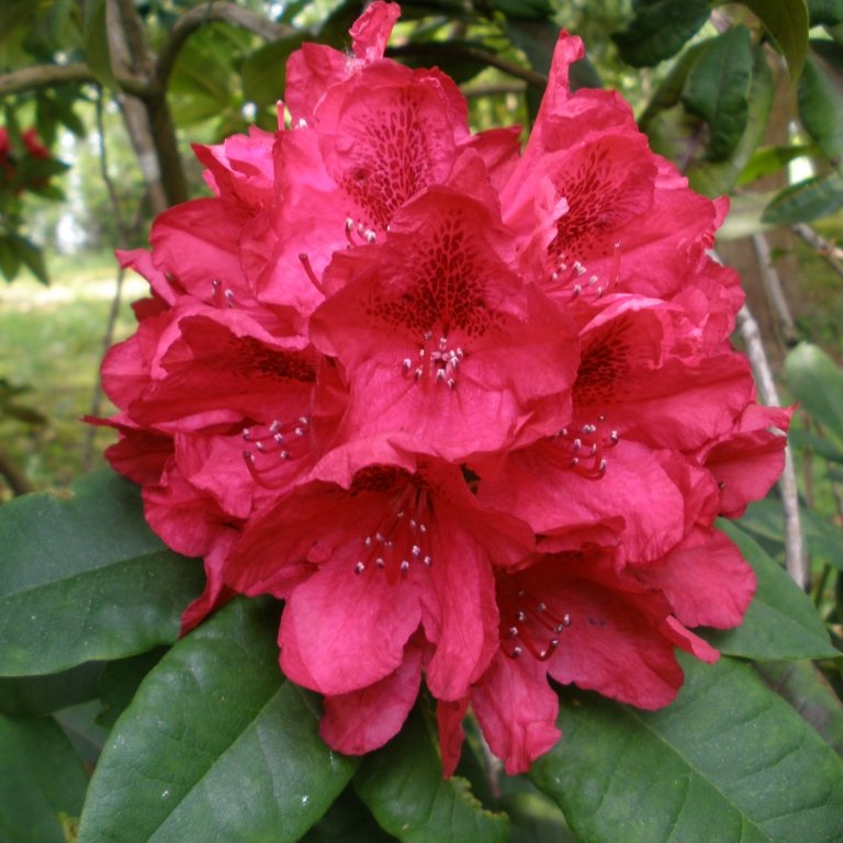 Rhododendron Lord Roberts AGM - Buy Lord Roberts Rhododendrons ...