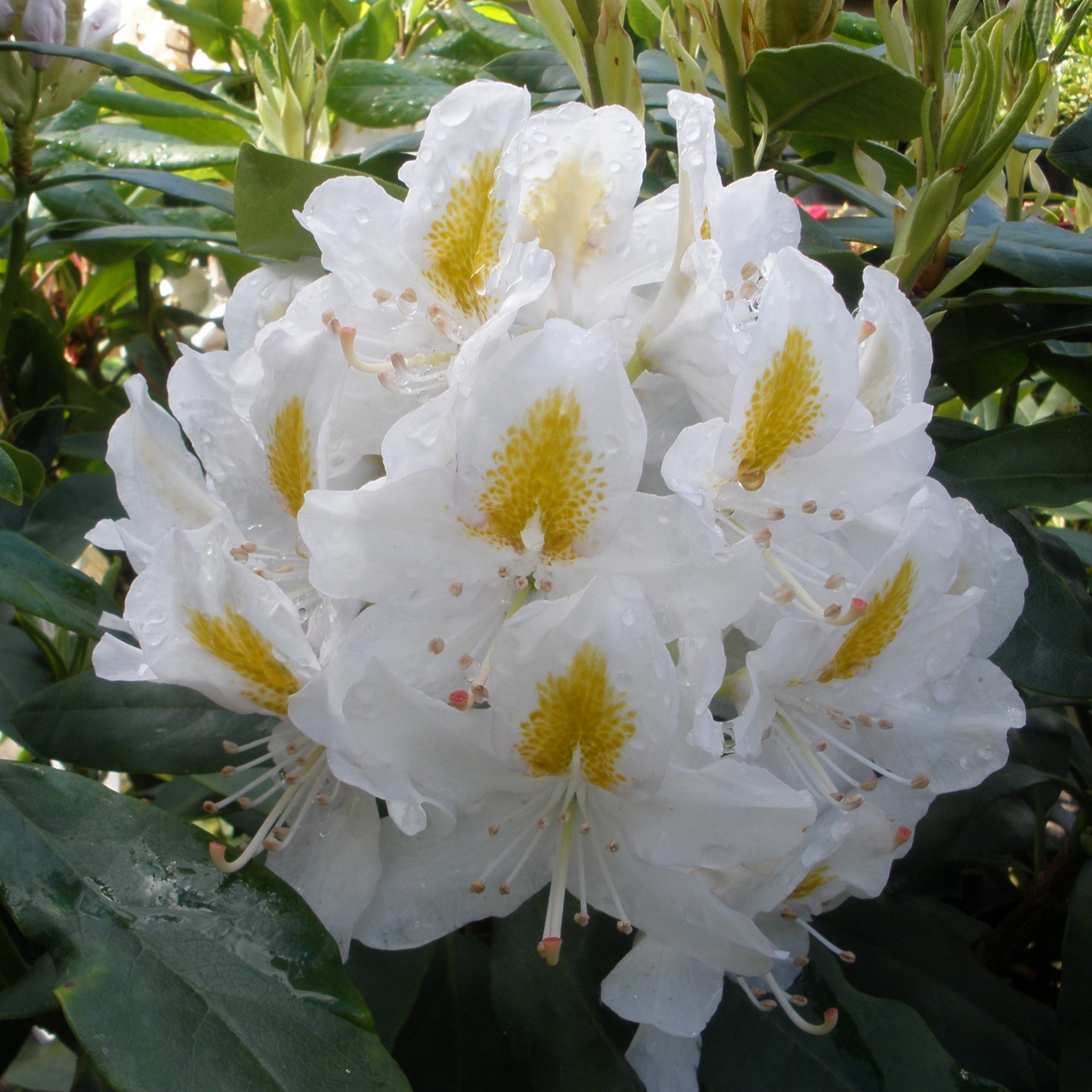 Rhododendron Madame Masson - Buy Madame Masson Rhododendrons - Millais ...