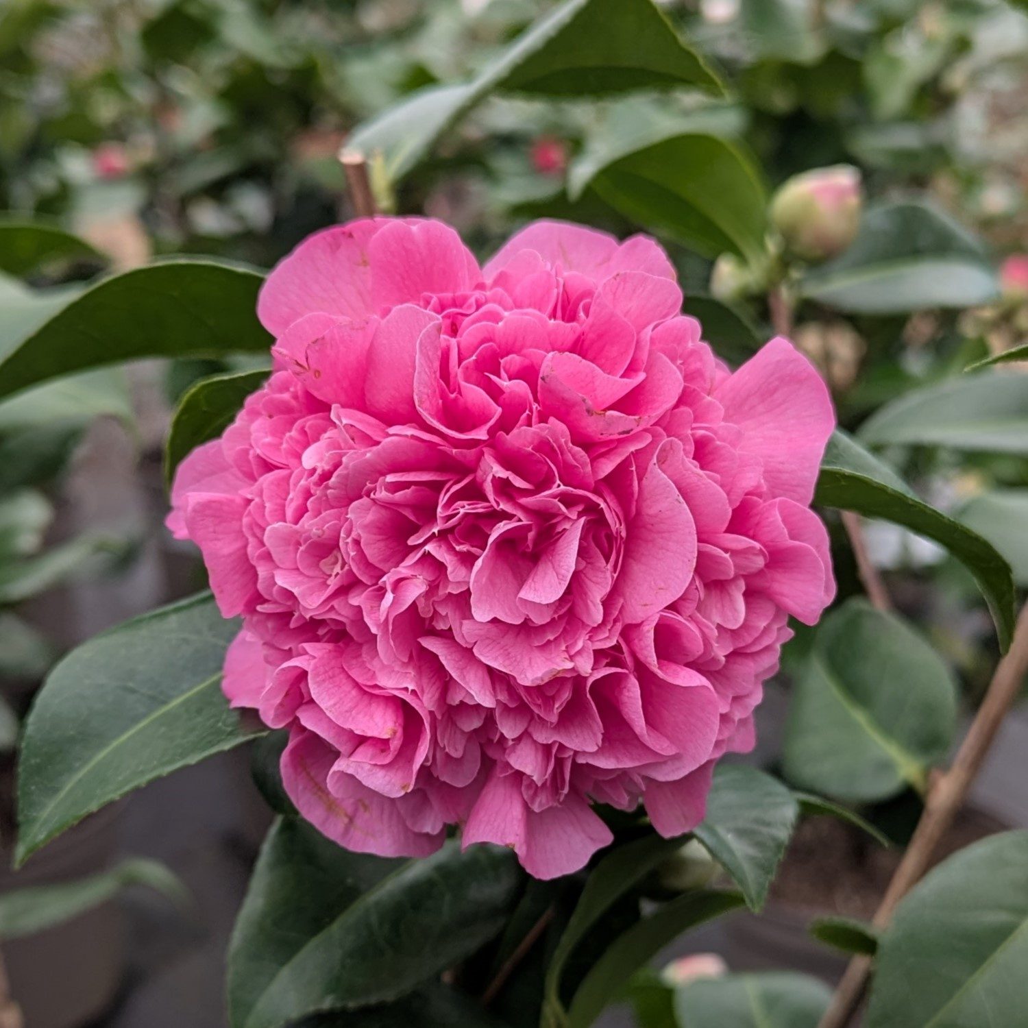 Camellia x williamsii 'Debbie' - Buy williamsii Debbie Camellias Online ...