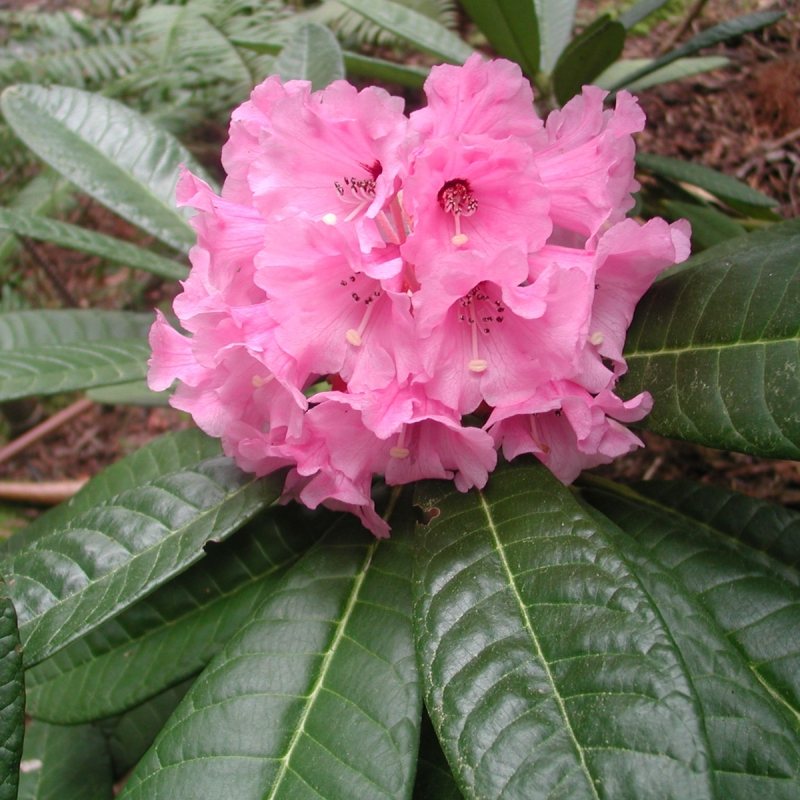 Rhododendron montroseanum - Buy Rhododendron montroseanum online ...