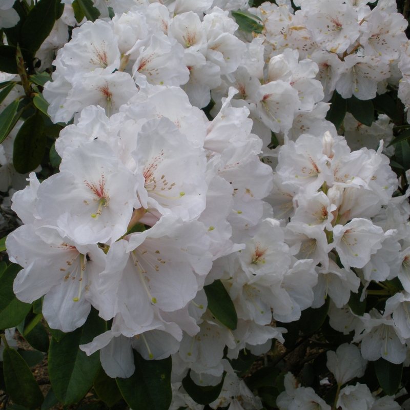 Rhododendron Mount Everest -Buy Mount Everest Rhododendrons Online ...