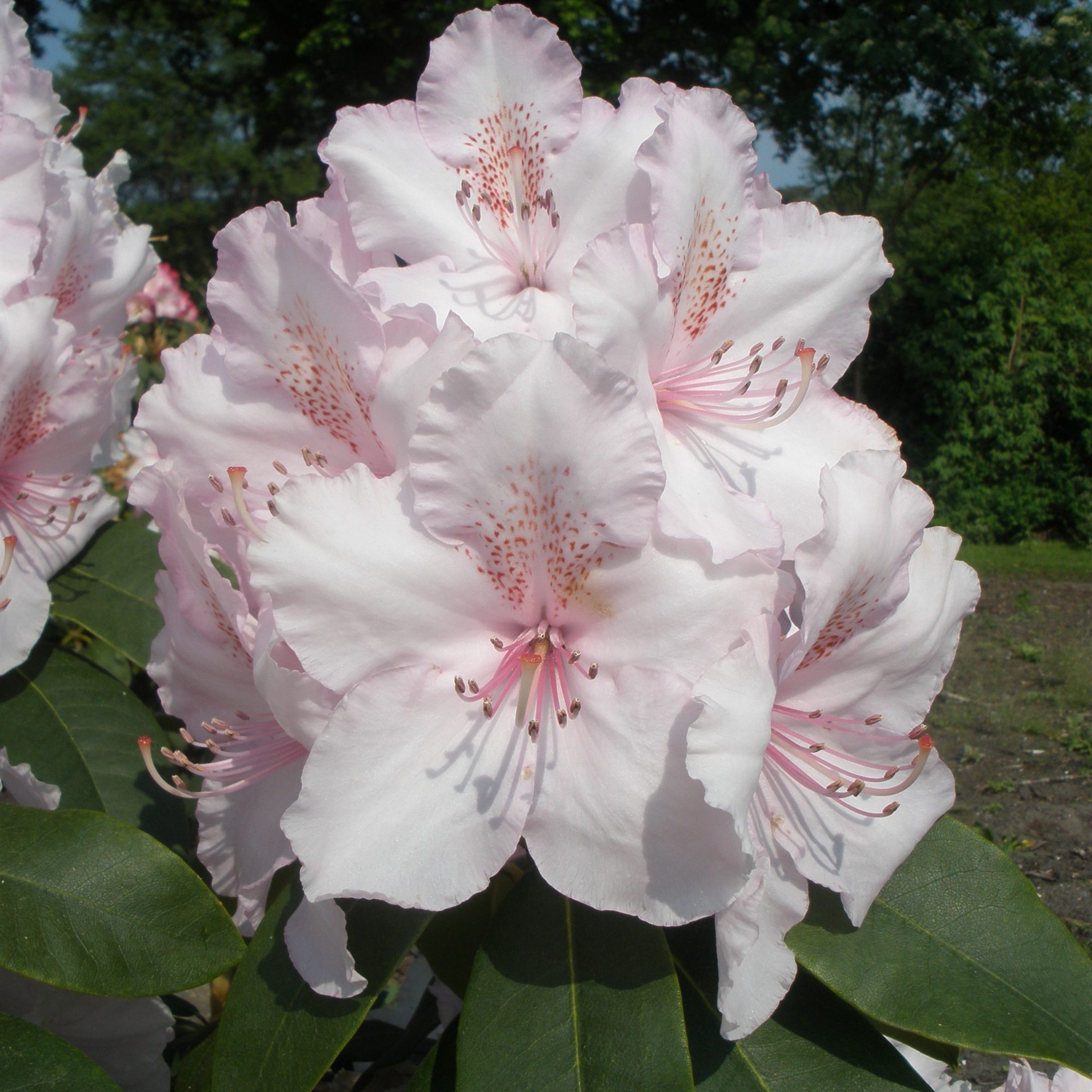 Rhododendron Mrs Charles Pearson AGM - Millais Nurseries