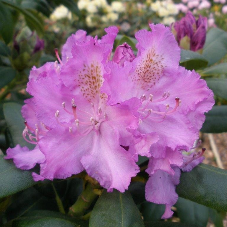 Rhododendron Mrs Davies Evans - Tall Hybrid Rhododendrons - Millais ...