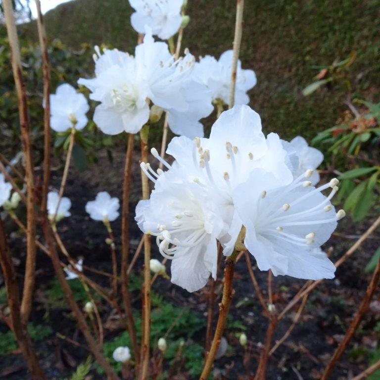 Buy Rhododendron mucronulatum 'album' online - Millais Nurseries