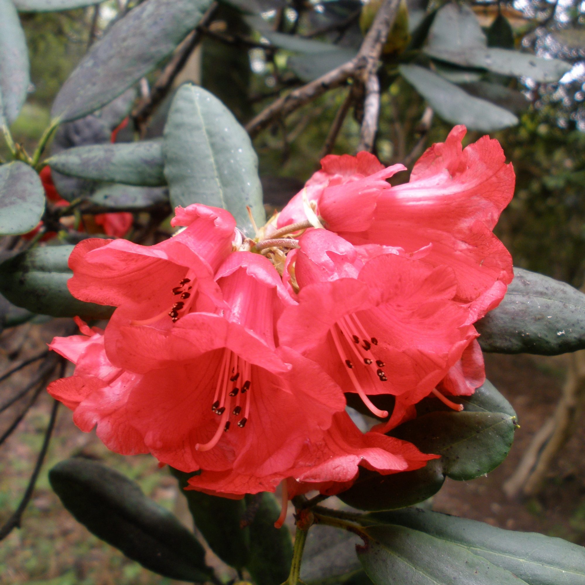 Rhododendron neriiflorum - Buy neriiflorum Rhododendrons Online ...
