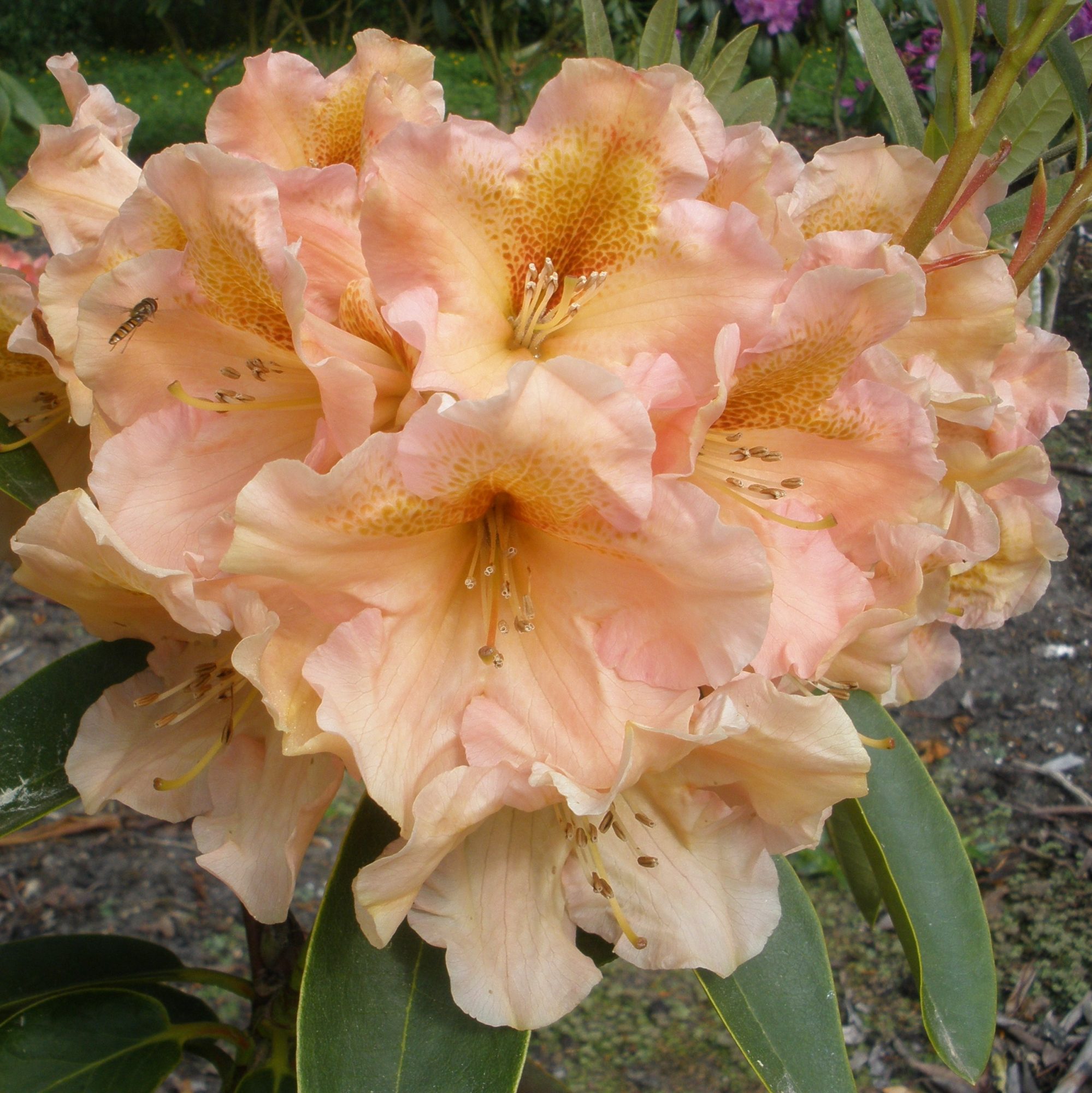 Rhododendron Olga AGM - Buy Olga Rhododendrons Online - Millais Nurseries