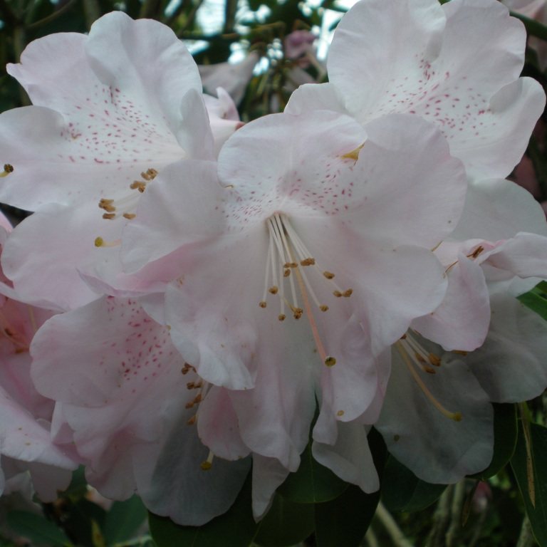 Rhododendron oreodoxa - Buy oreodoxa Rhododendrons Online - Millais ...