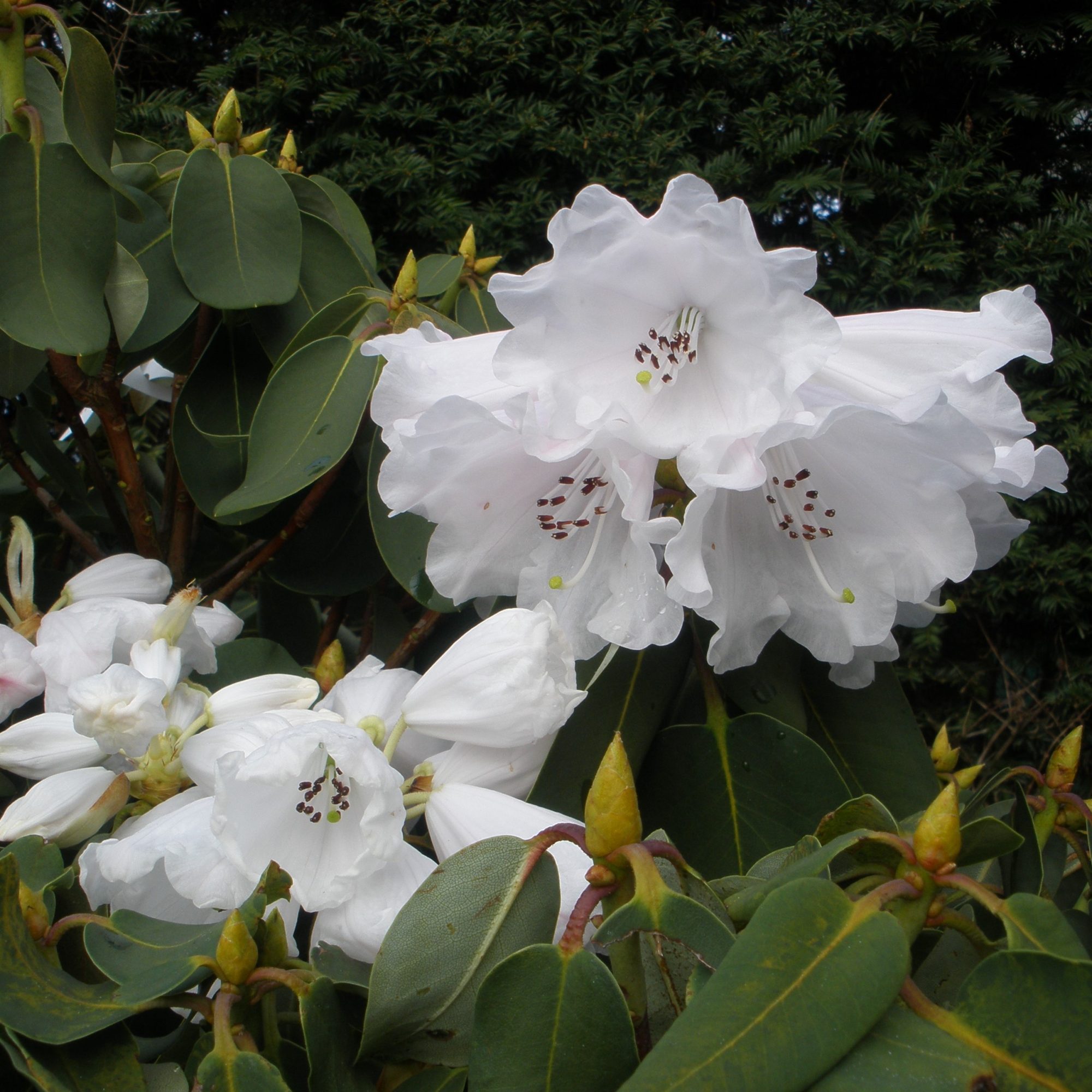 Rhododendron oreodoxa Var. fargesii - Buy oreodoxa fargesii ...