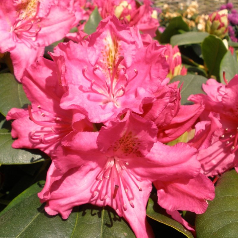 Rhododendron Pearce's American Beauty, American Beauty Rhododendrons ...