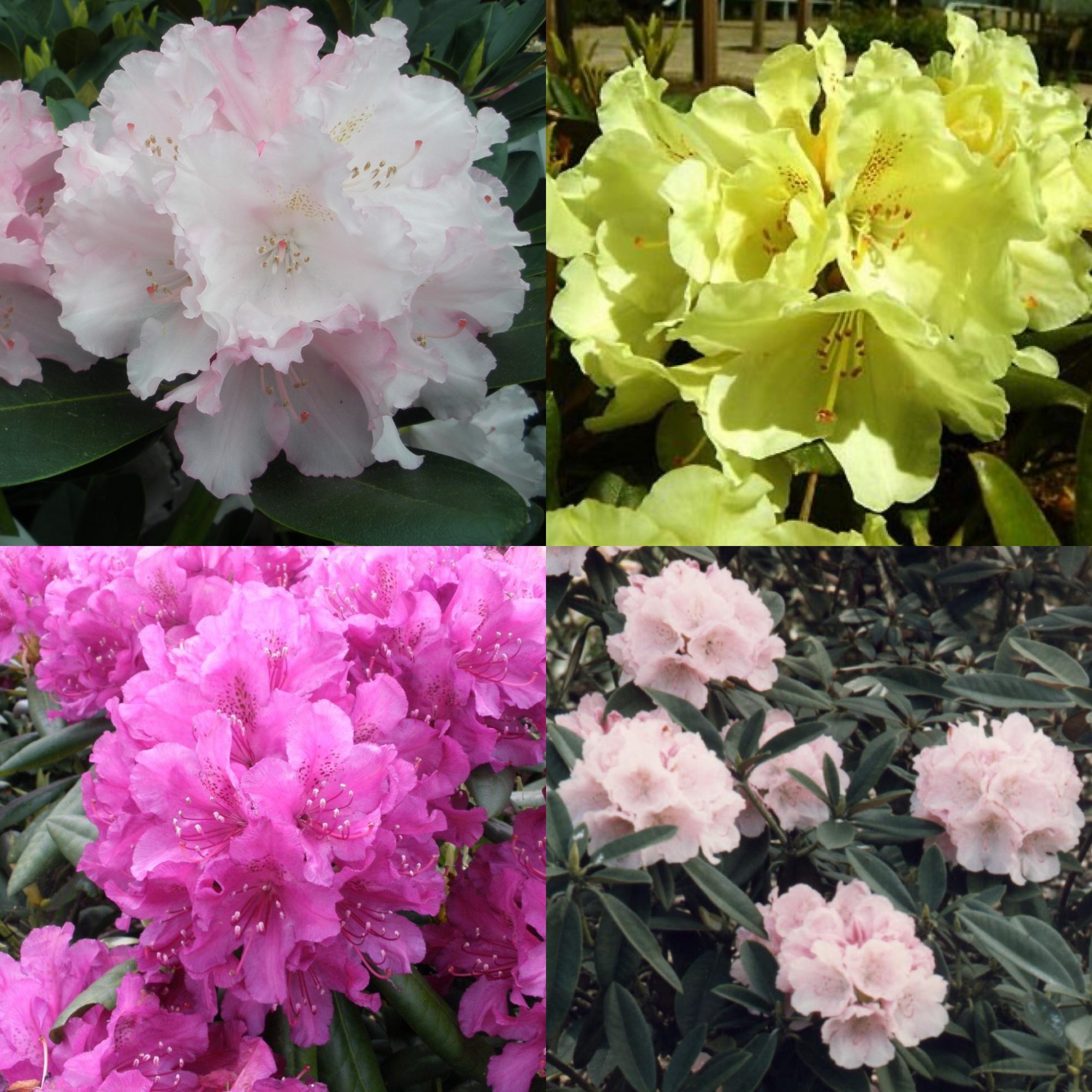Compact Rhodo Collection (4 x 3 litre plants) - Compact Rhododendrons ...