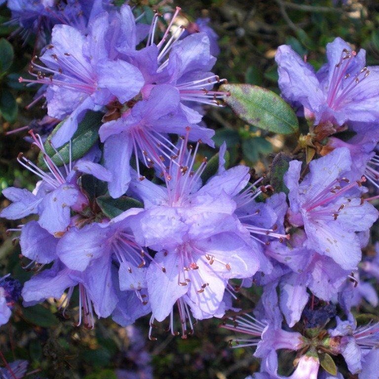 Rhododendron Penheale Blue AGM - Buy Penheale Blue Rhododendrons online ...