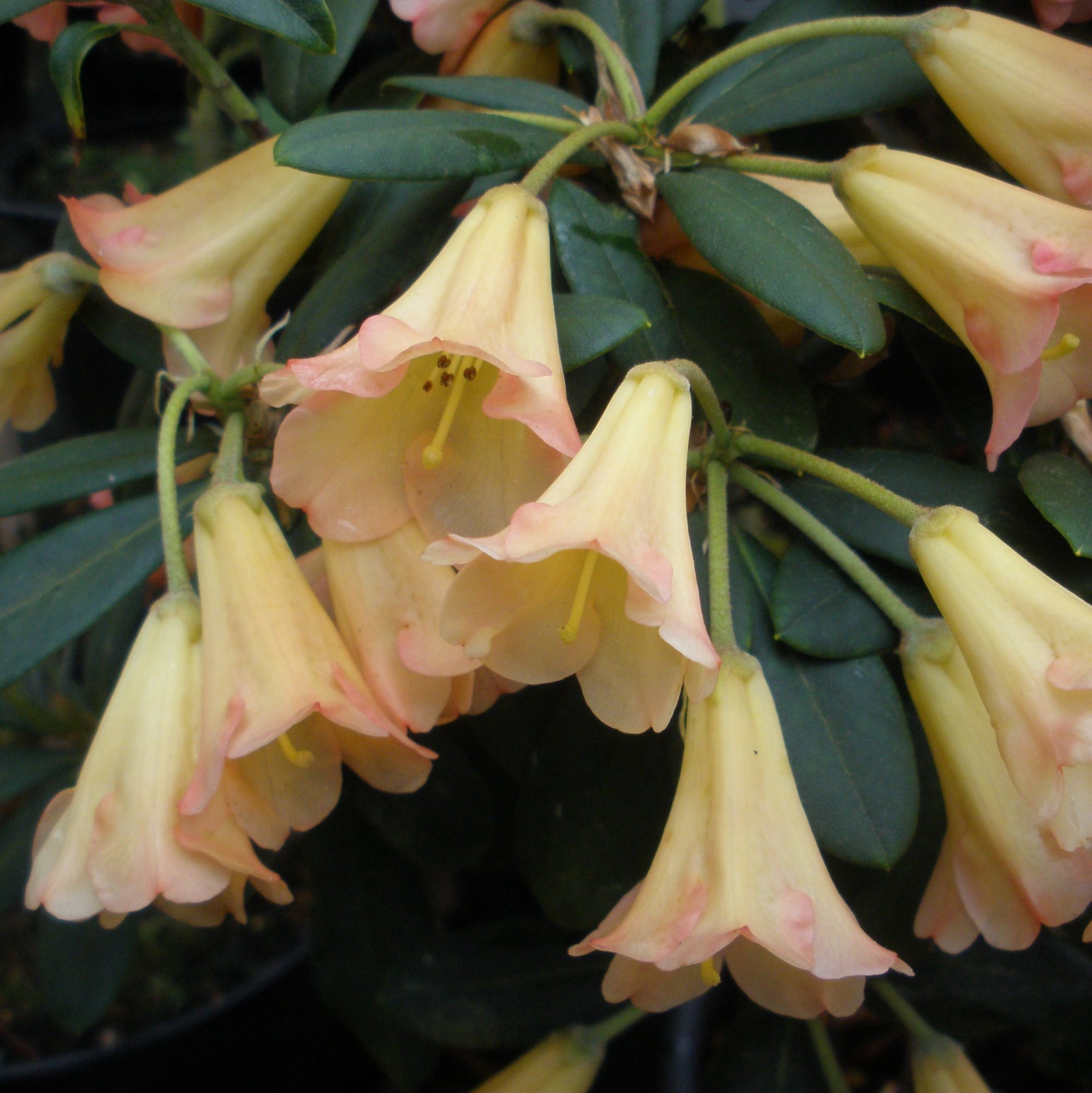Perfect Lady Rhododendron - Buy Perfect Lady yakushimanum Rhodos online ...