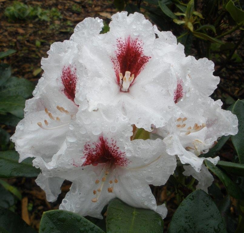 Rhododendron Picobello - Millais Nurseries