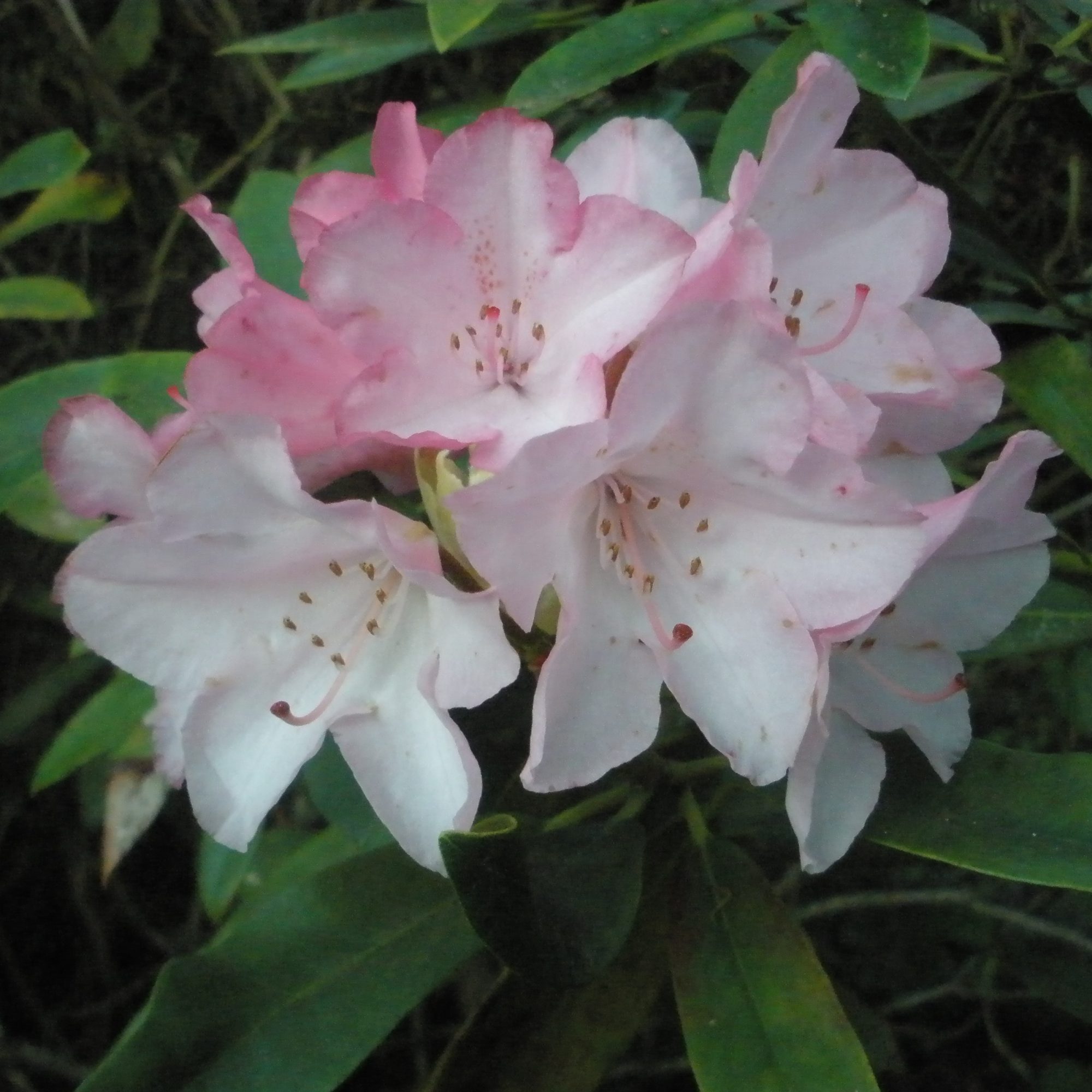 Pink Cherub Rhododendron AGM - Buy Pink Cherub yakushimanums online ...