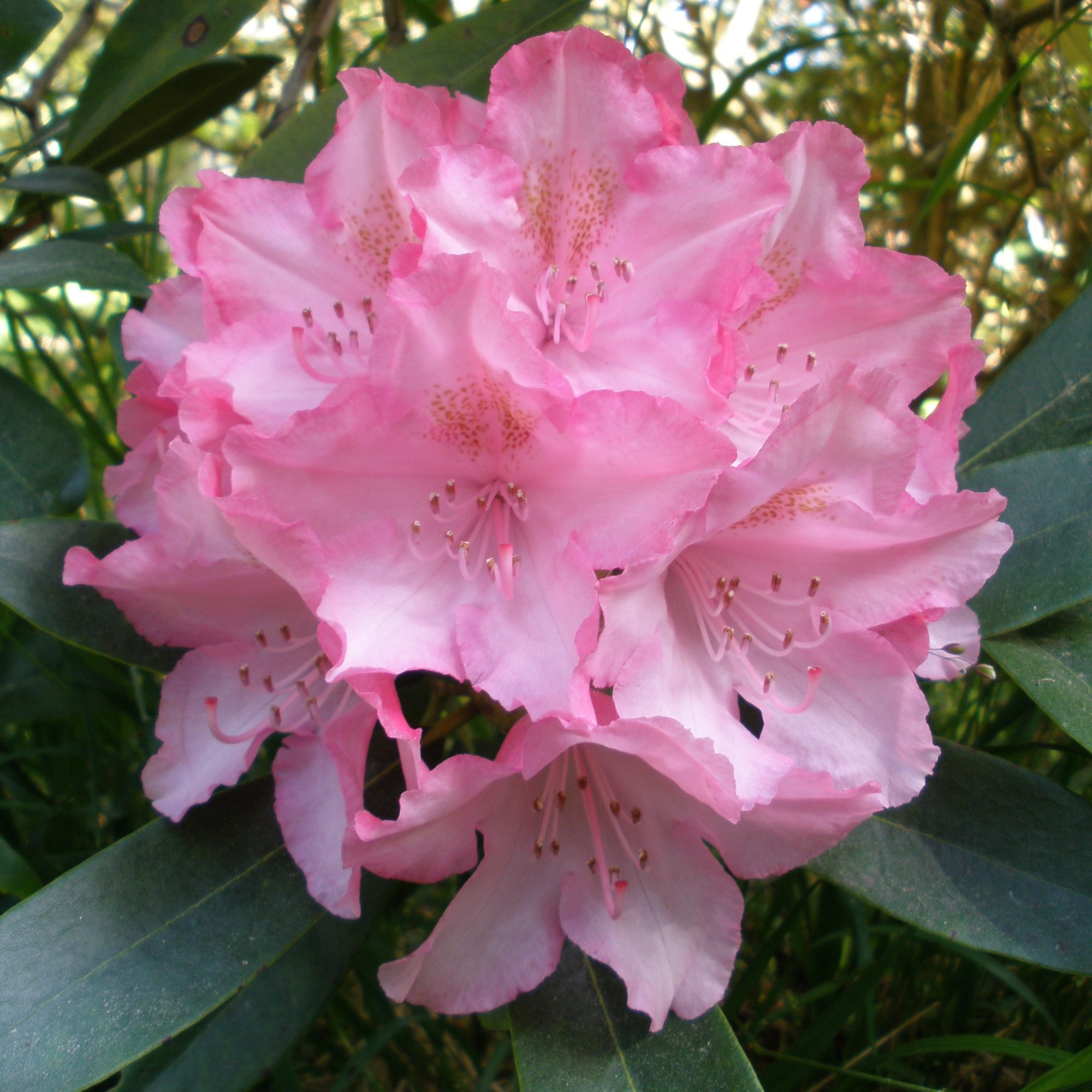 Pink Cherub Rhododendron AGM - Buy Pink Cherub yakushimanums online ...