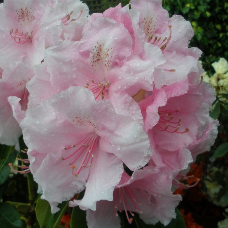 Rhododendron Pink Pearl - Buy Pink Pearl Rhododendrons Online - Millais ...