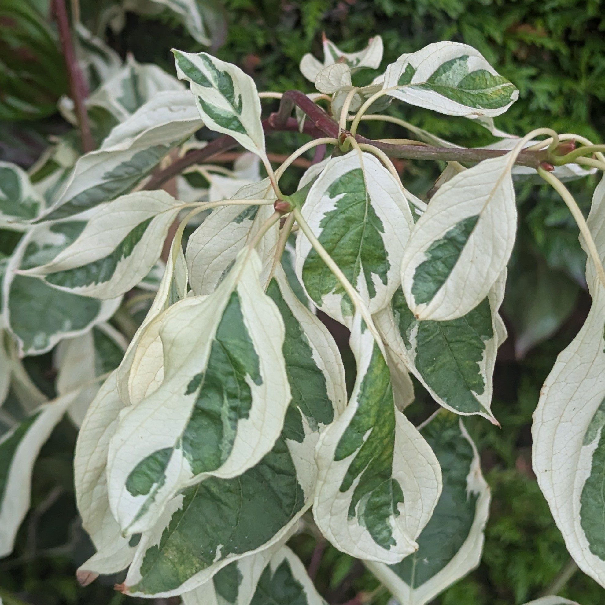 Cornus controversa Variegata - Buy Variegated dogwoods online - Millais ...