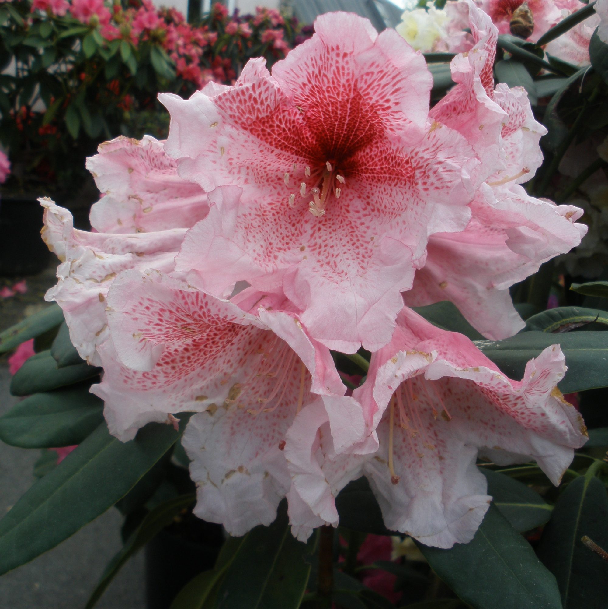 Rhododendron Pink Sunset - Millais Nurseries