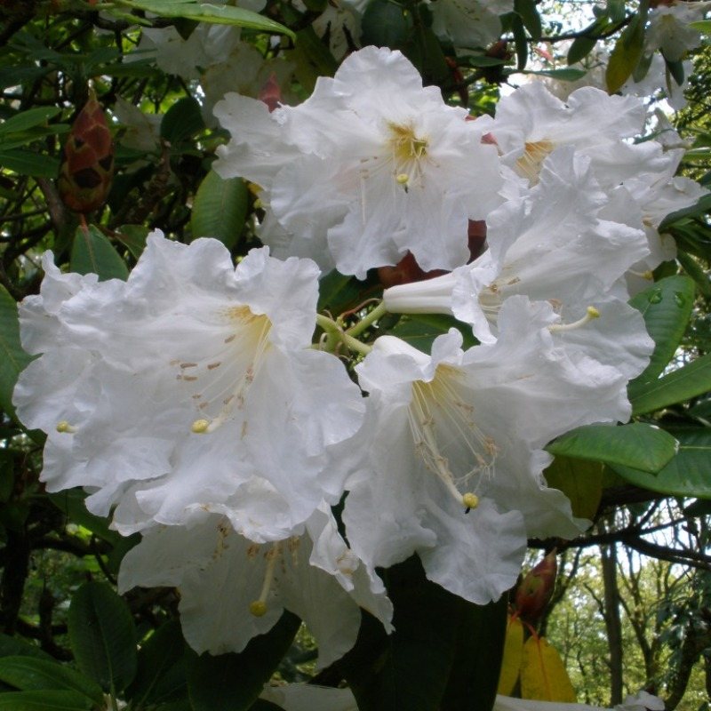 Rhododendron Polar Bear - Tall Hybrid Rhododendrons - Millais Nurseries