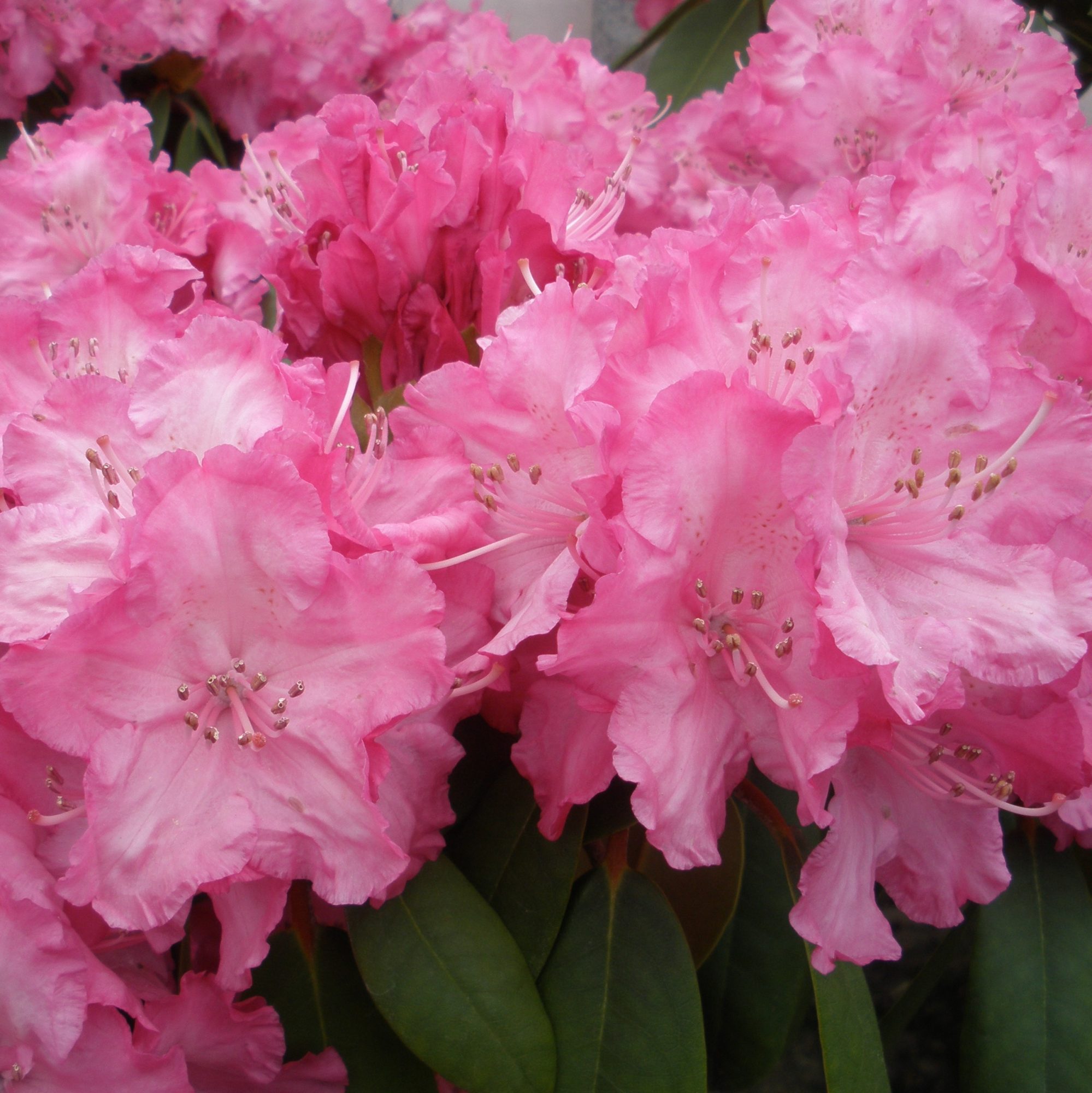 Polaris Rhododendron AGM - Buy Polaris yakushimanum Rhododendrons ...