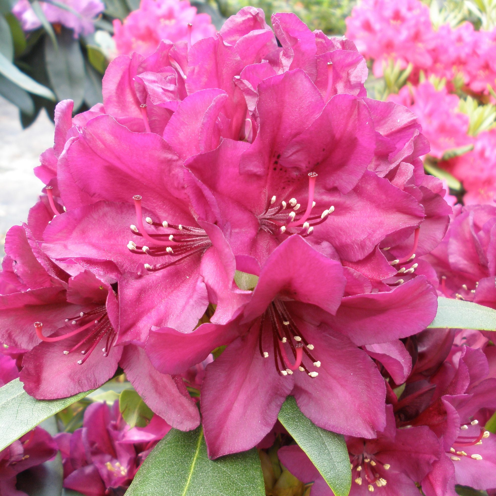 Rhododendron Polarnacht INKARHO - Buy Polarnacht Rhododendrons online ...